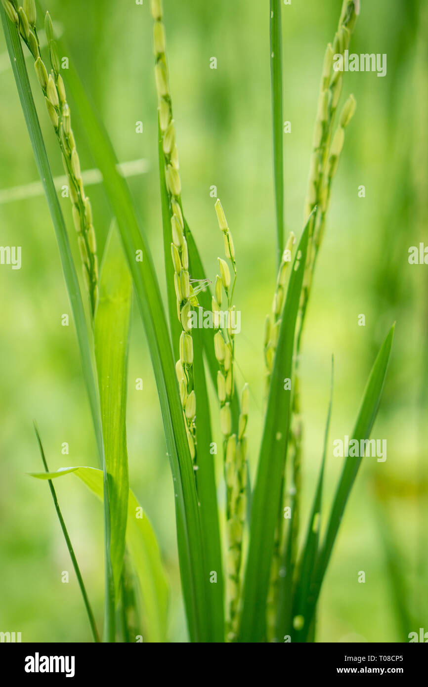 Closeup view of rice ear with blurred background of rice terraces ...