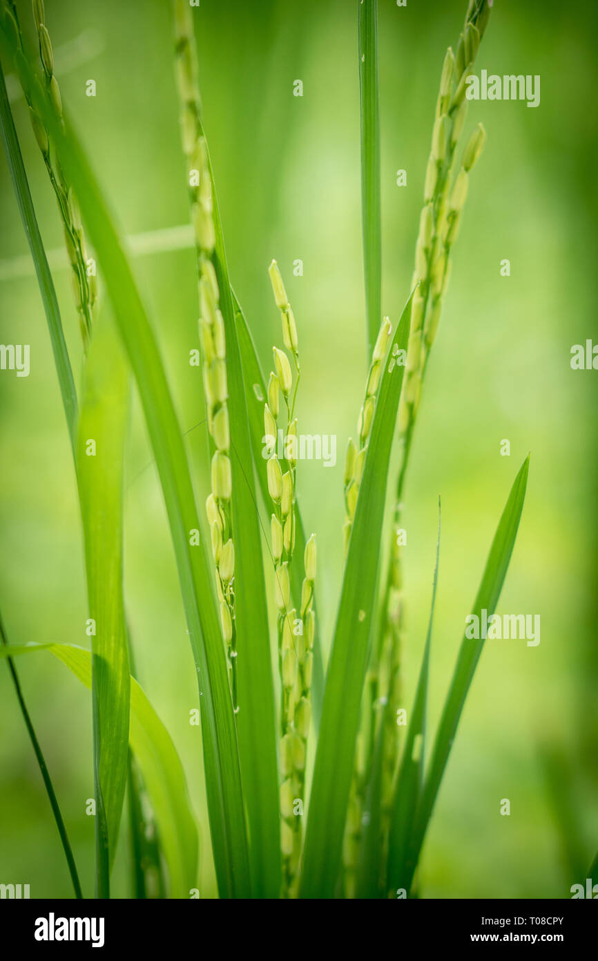 Closeup view of rice ear with blurred background of rice terraces ...