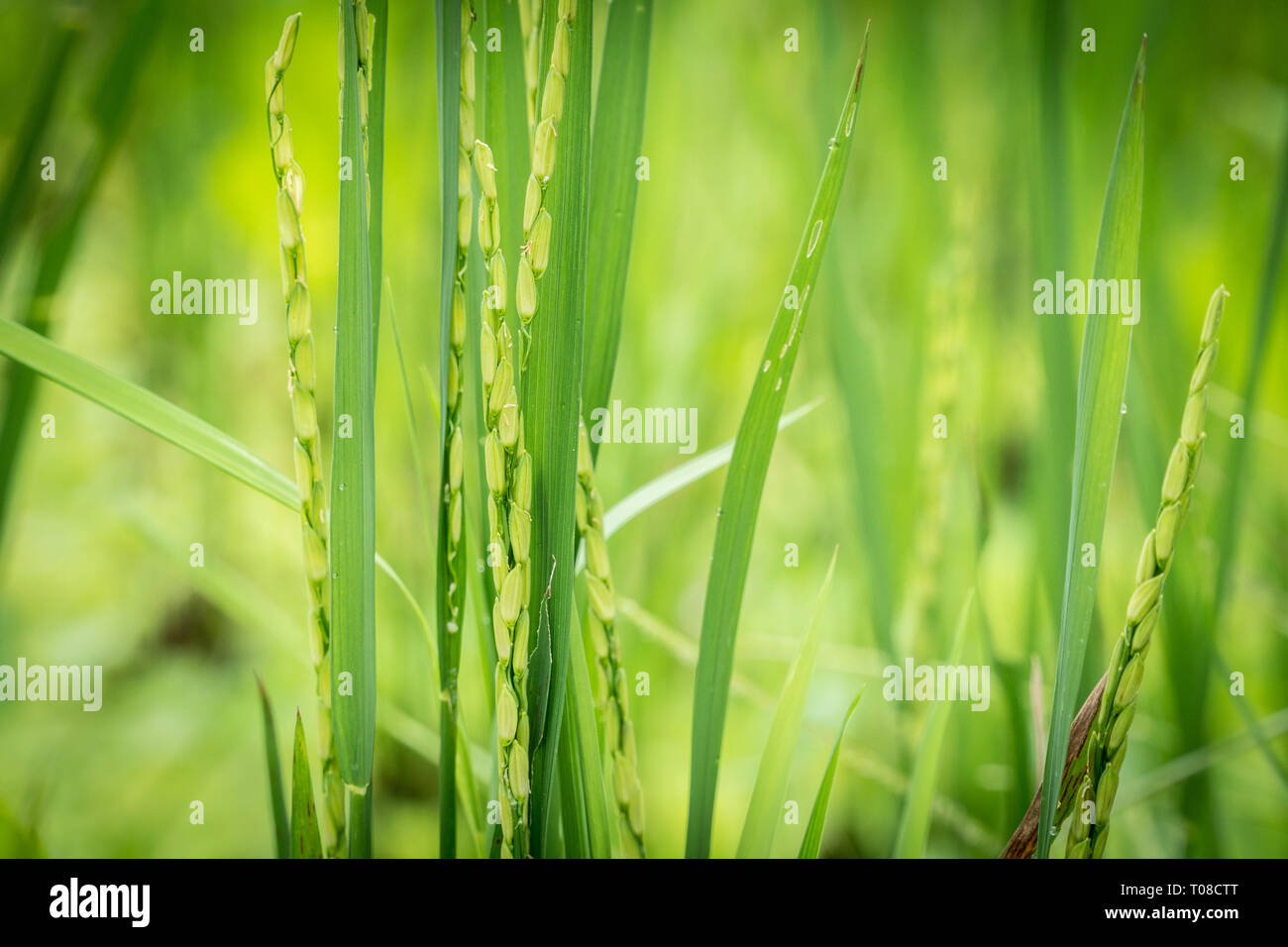 Closeup view of rice ear with blurred background of rice terraces ...