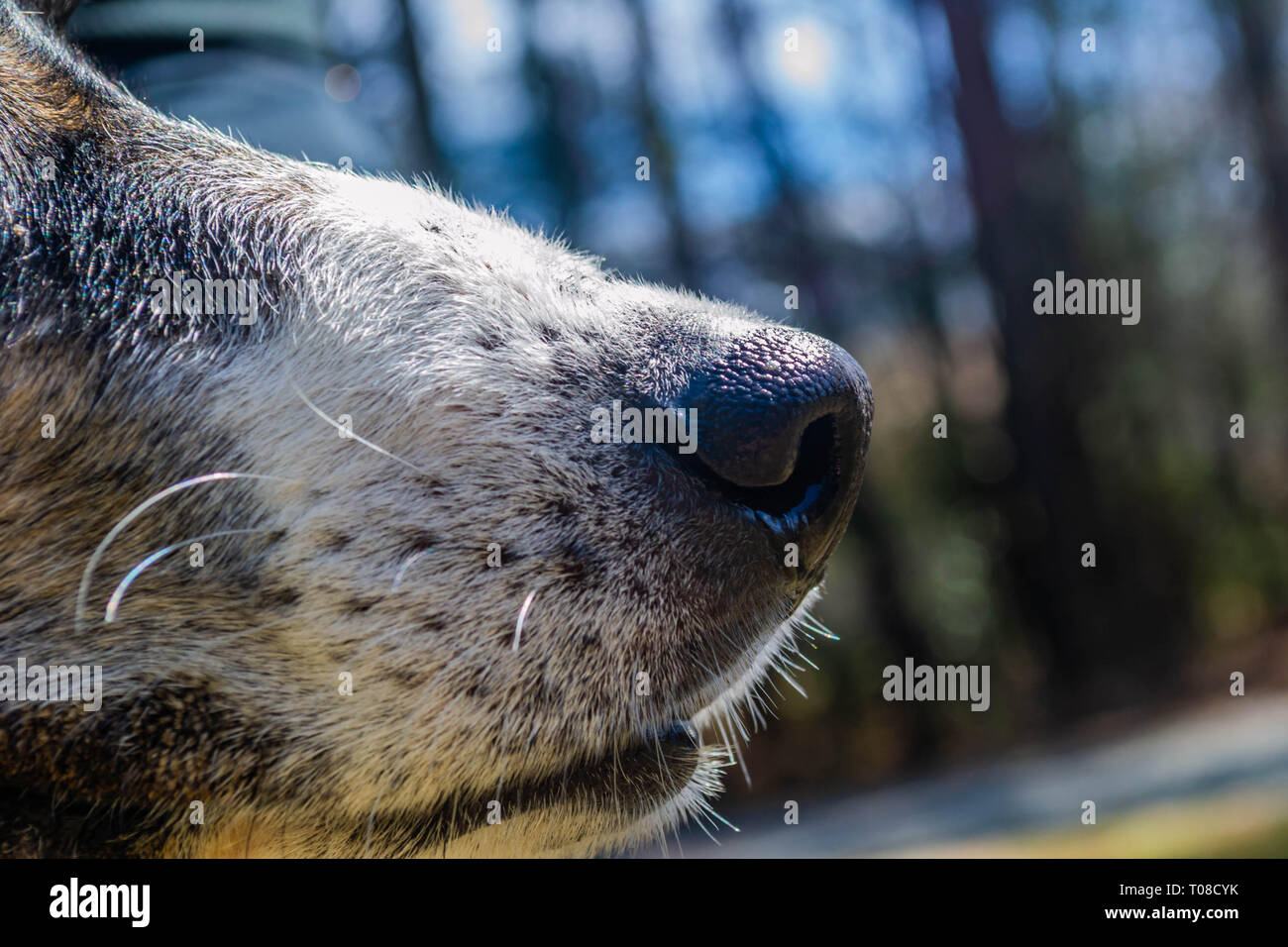 Dog snout nose close up close up face pet animal hi-res stock ...