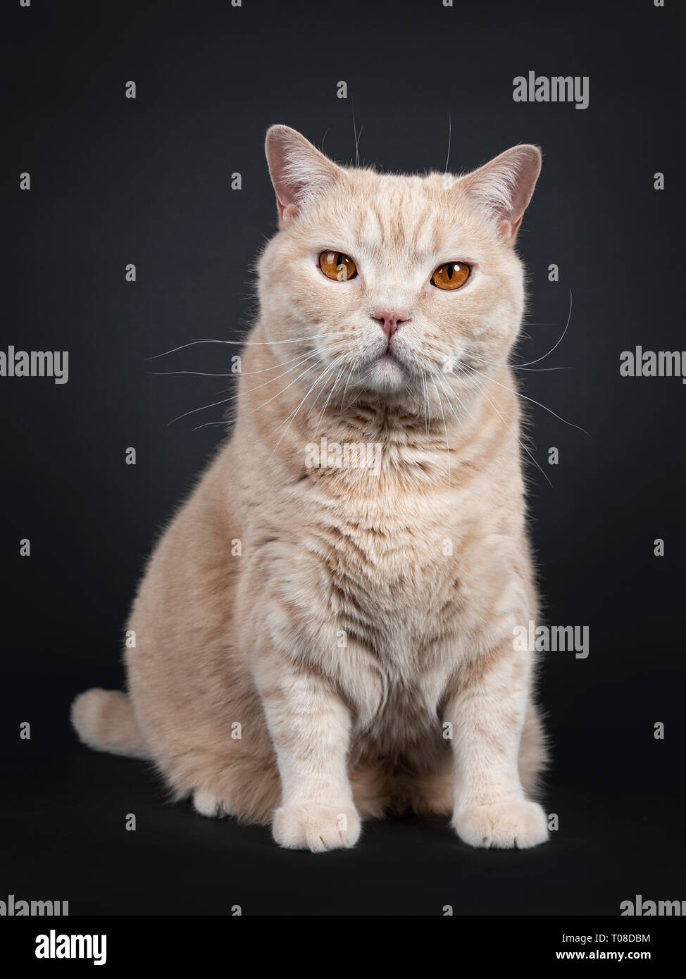 Big adult cream British Shorthair cat sitting up facing front. Looking ...