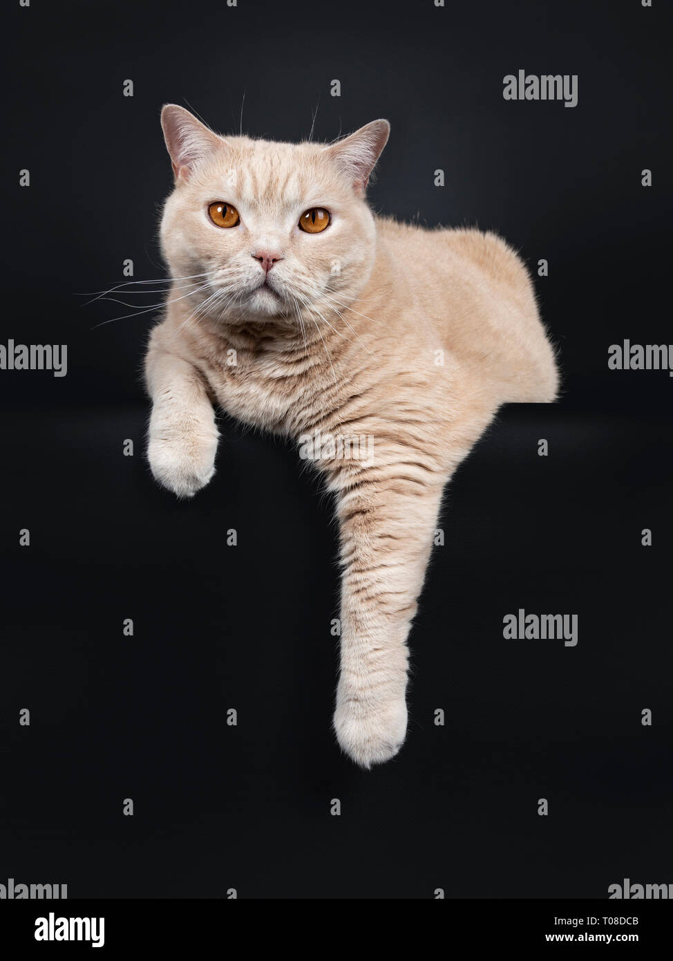 Ha cream hi-res stock photography and images - Alamy