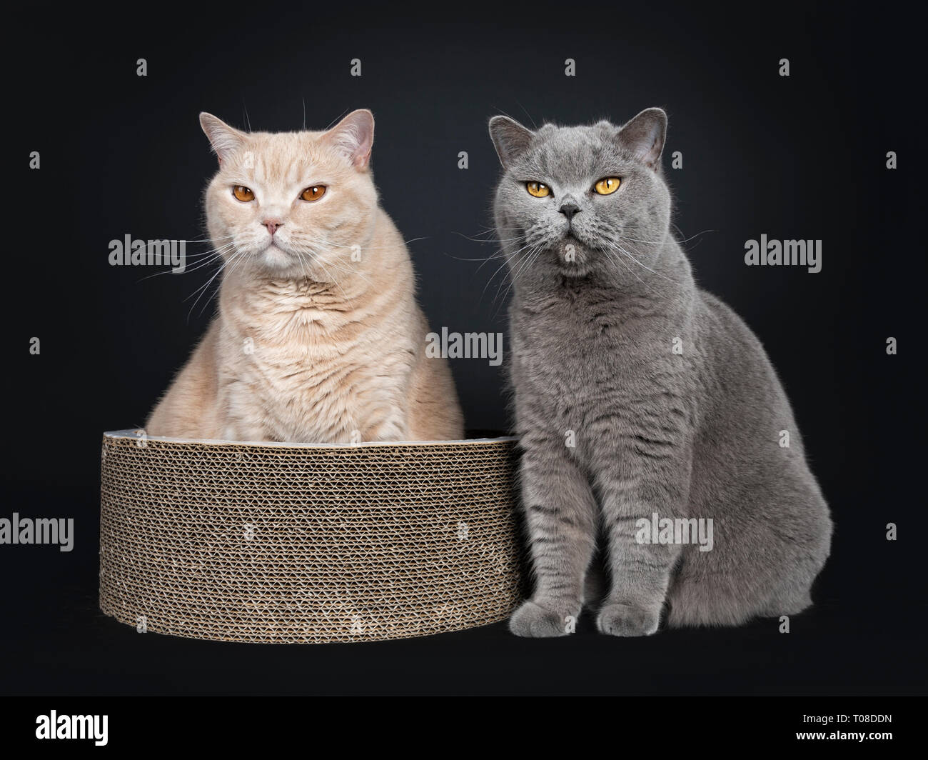 Big adult cream British Shorthair cat, sitting up in carton basket with ...