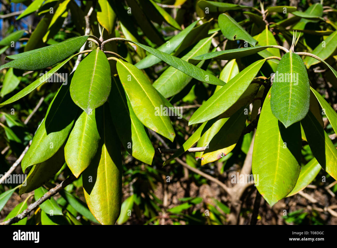 Bush leaves gardening hi-res stock photography and images - Alamy