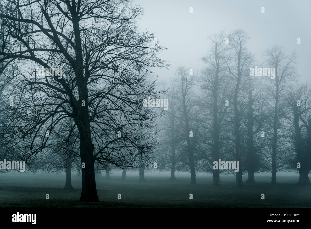 Trees in a park in heavy fog in winter, Surrey, England, UK Stock Photo ...