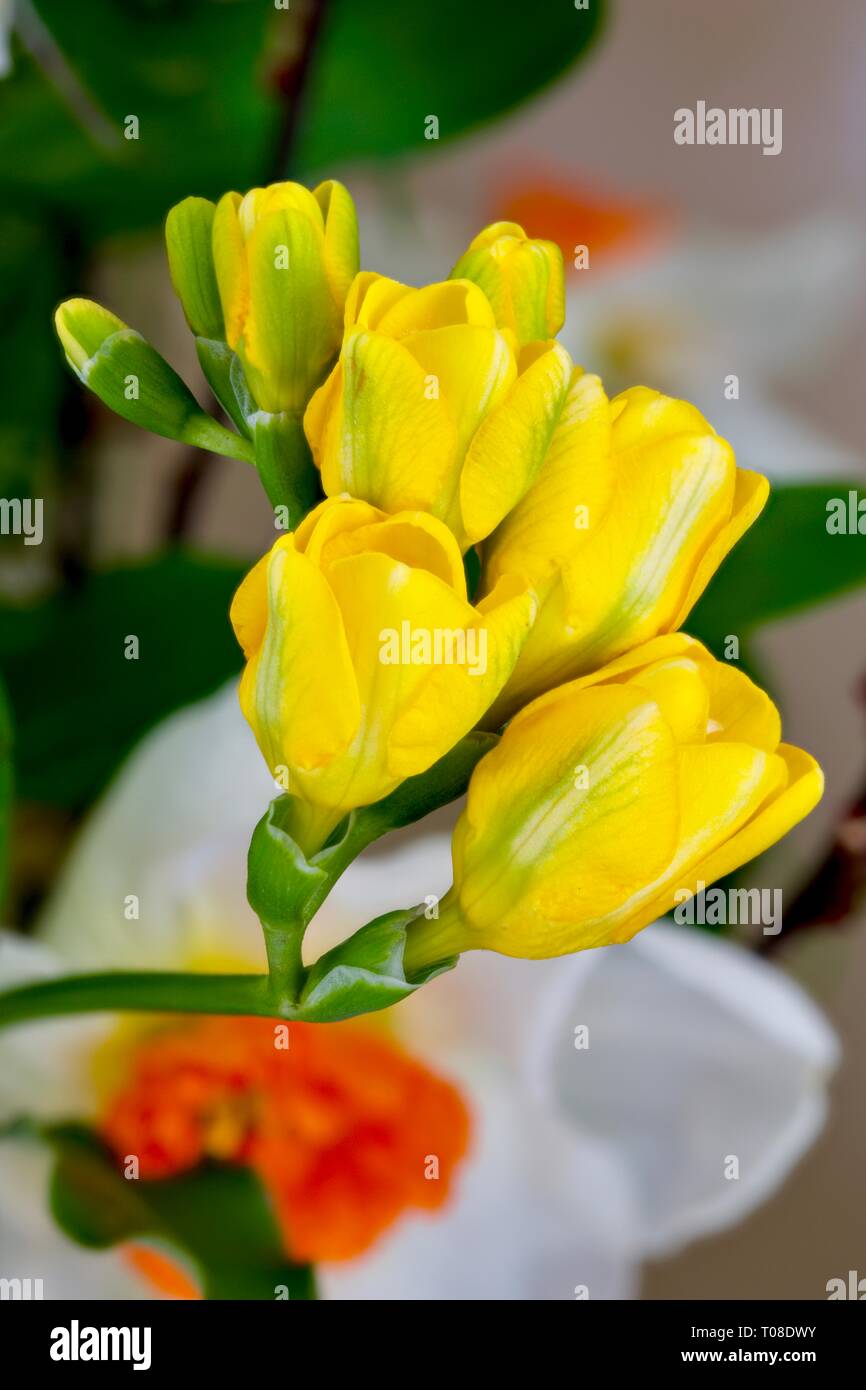 Freesia Refracta High Resolution Stock Photography and Images - Alamy