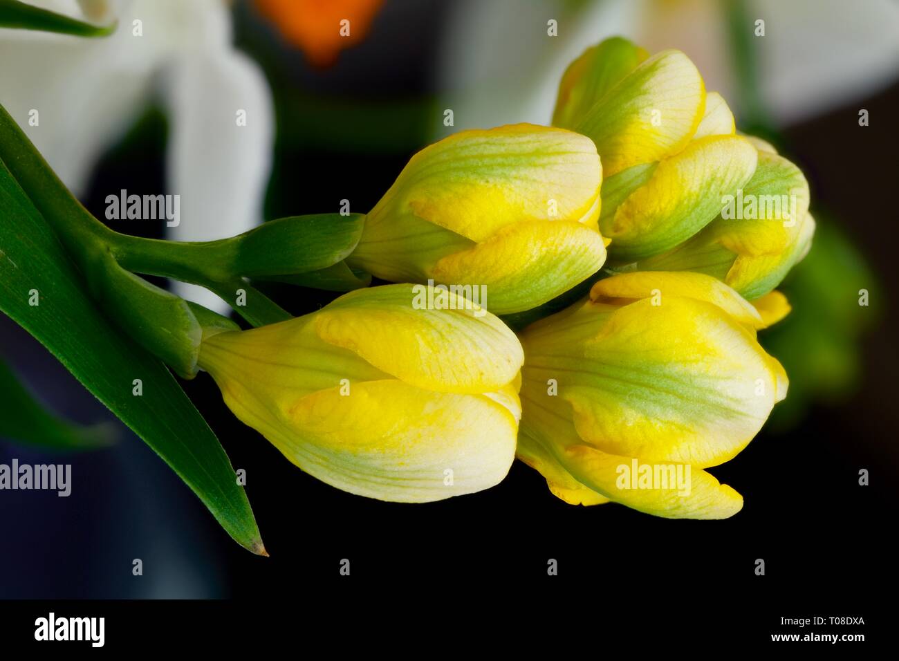 Freesia flower hi-res stock photography and images - Alamy
