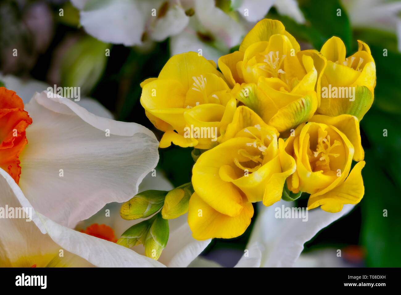 Yellow funnel shaped flower hi-res stock photography and images - Alamy