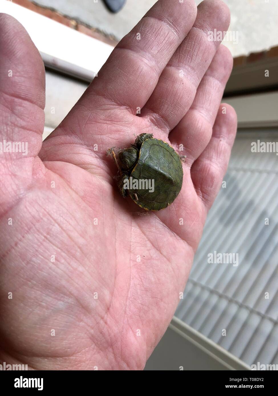 Man’s hand holding a baby turtle that strayed into a garage Stock Photo ...