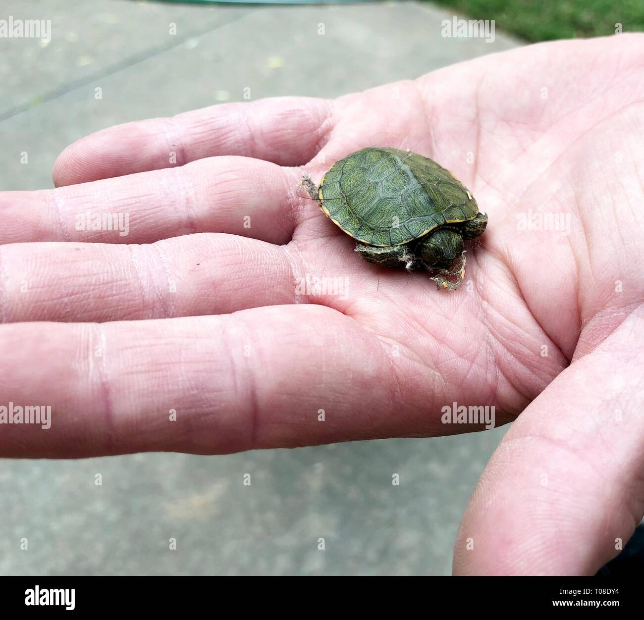 Medium wide side view shot of a man’s hand with a stray baby turtle ...