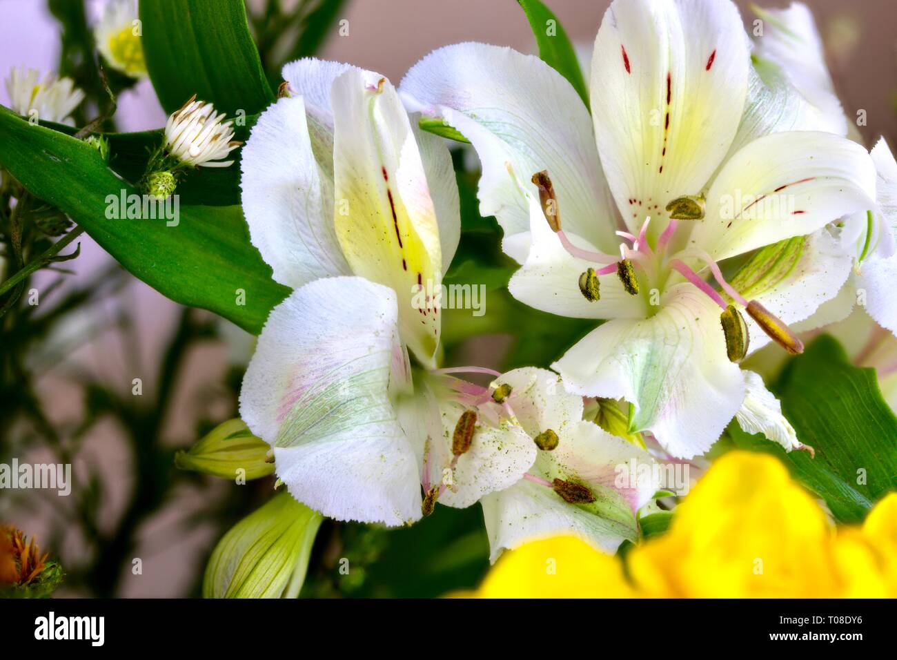 Alstroemeria petal tepal sepal hi-res stock photography and images - Alamy
