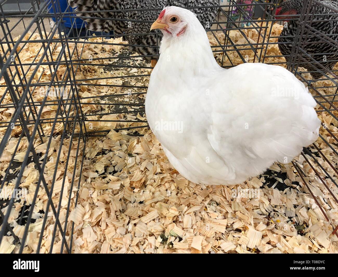 Close up side view of a Wyandotte hen in a cage. This breed is kept for ...