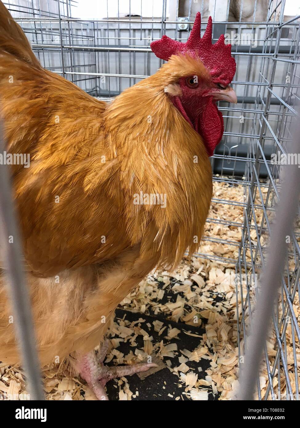 Close up of the head of an Orpington chicken, a breed of chicken named ...