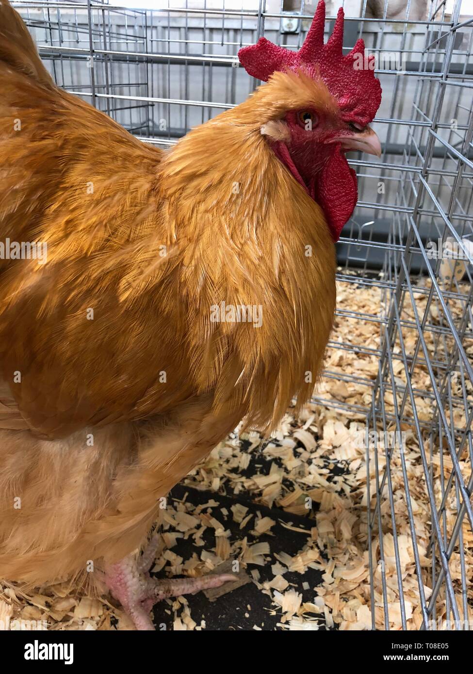 The Orpington is a breed of chicken named after the town of Orpington ...