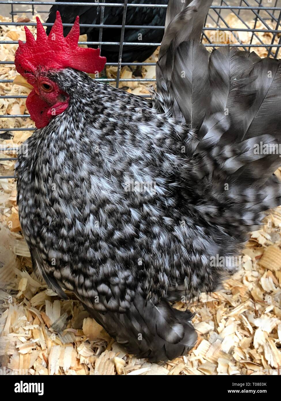 Close up of a Serama, also called the Malaysian Serama in a cage. This ...
