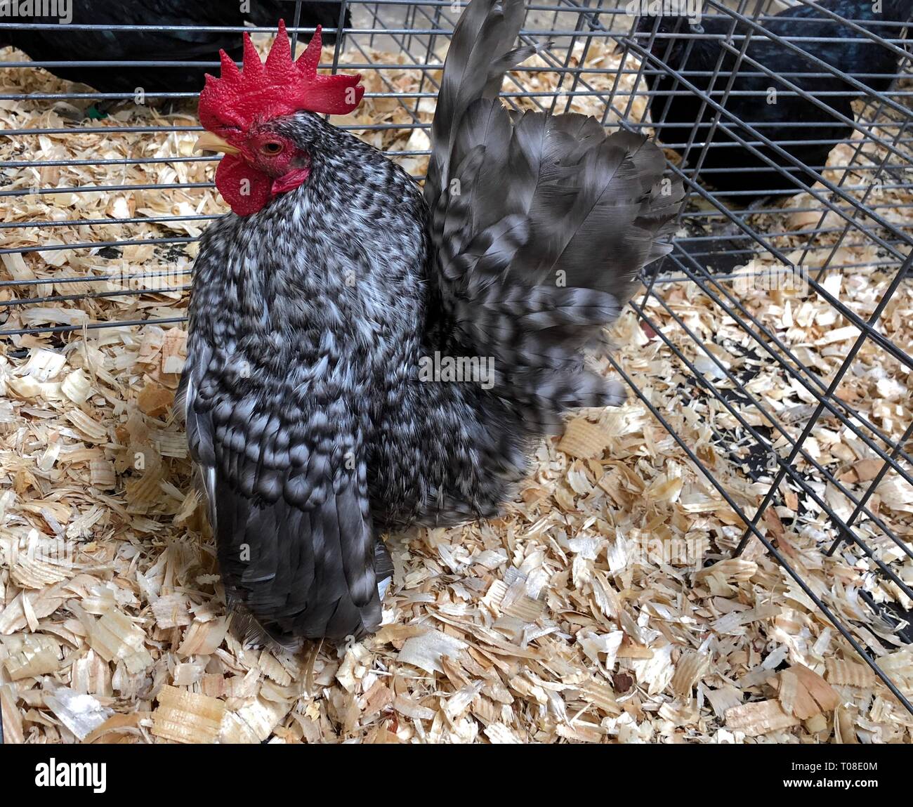 Serama Chicken Frizzle