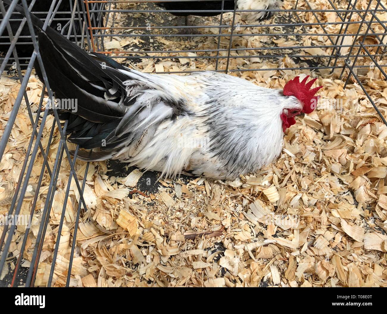 White Fighting Roosters