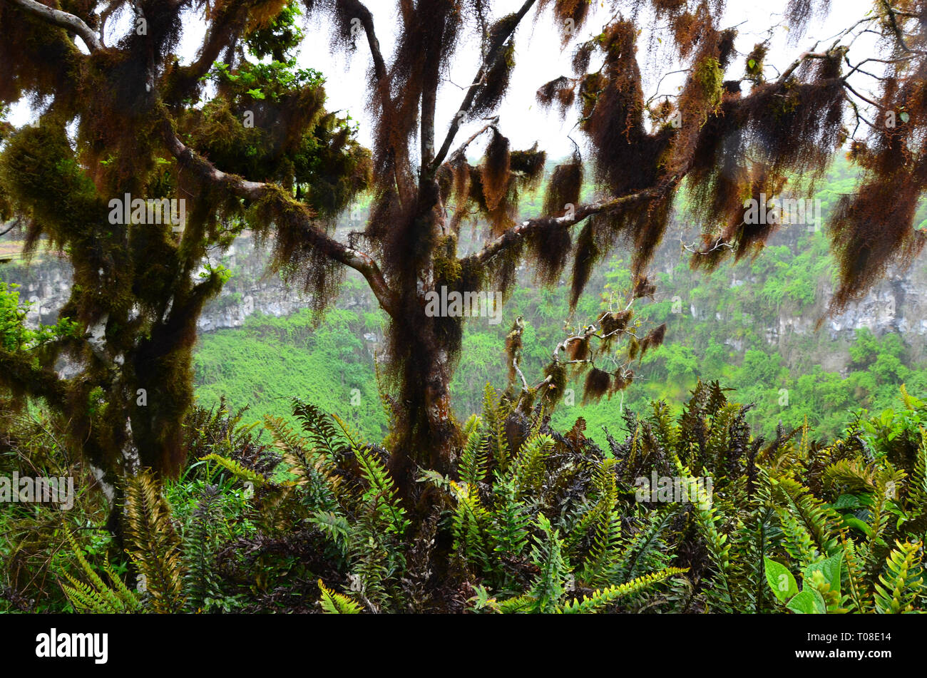 Galapagos forest hi-res stock photography and images - Alamy