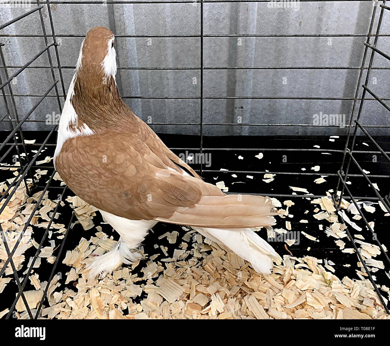 Black lahore pigeon hi-res stock photography and images - Alamy