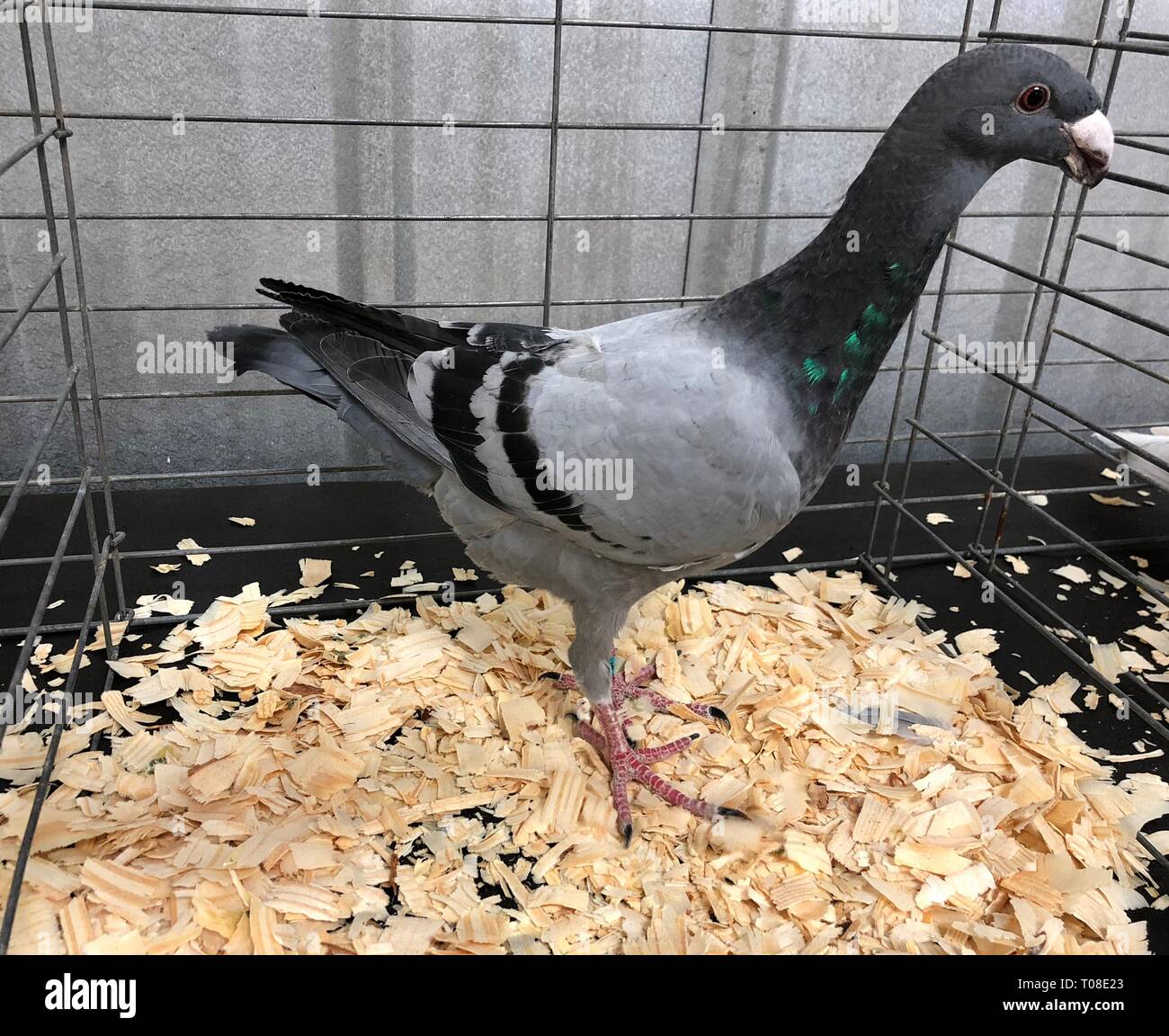 German beauty homer hi-res stock photography and images - Alamy