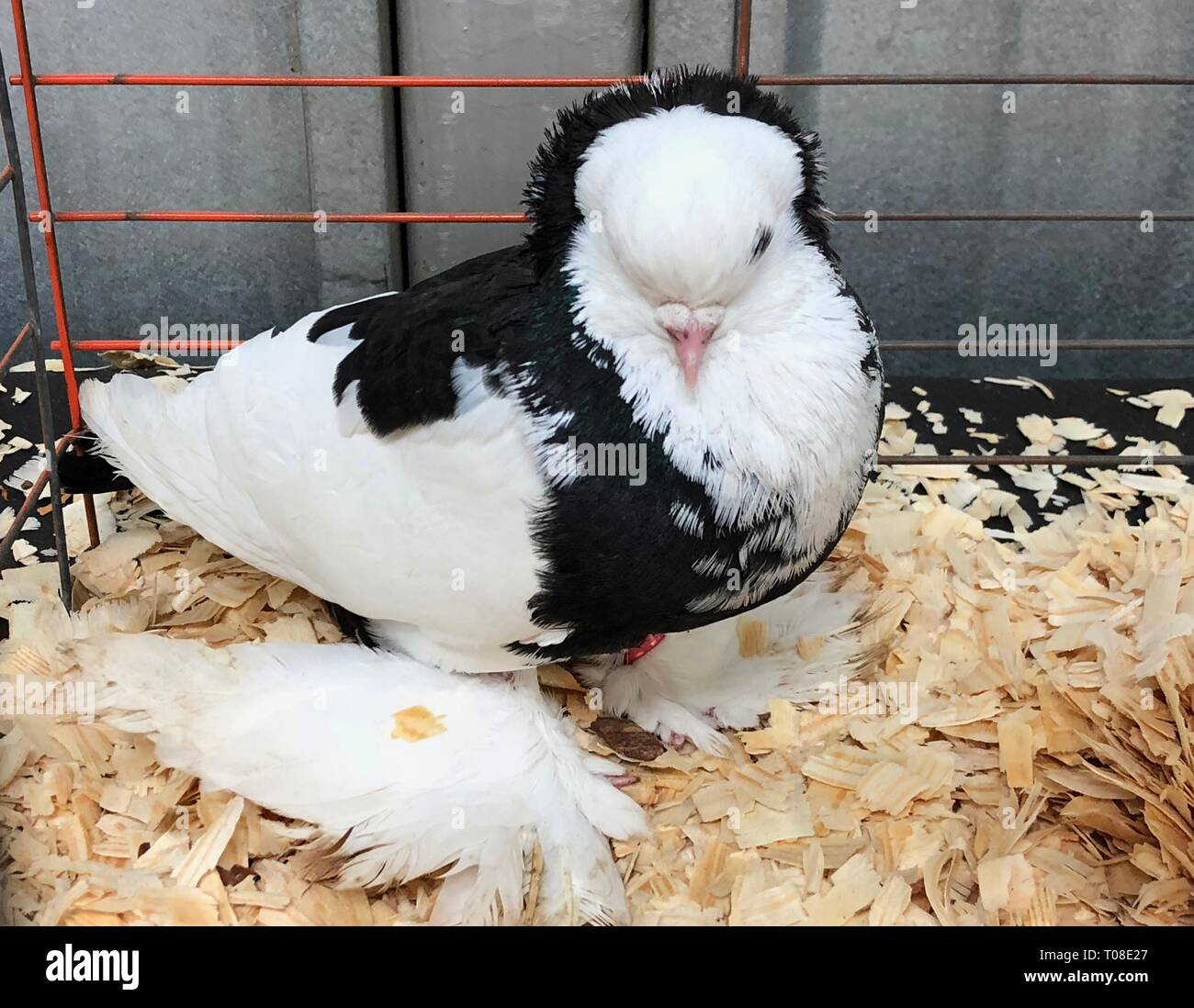 Russian tumbler bird in a cage hi-res stock photography and images - Alamy