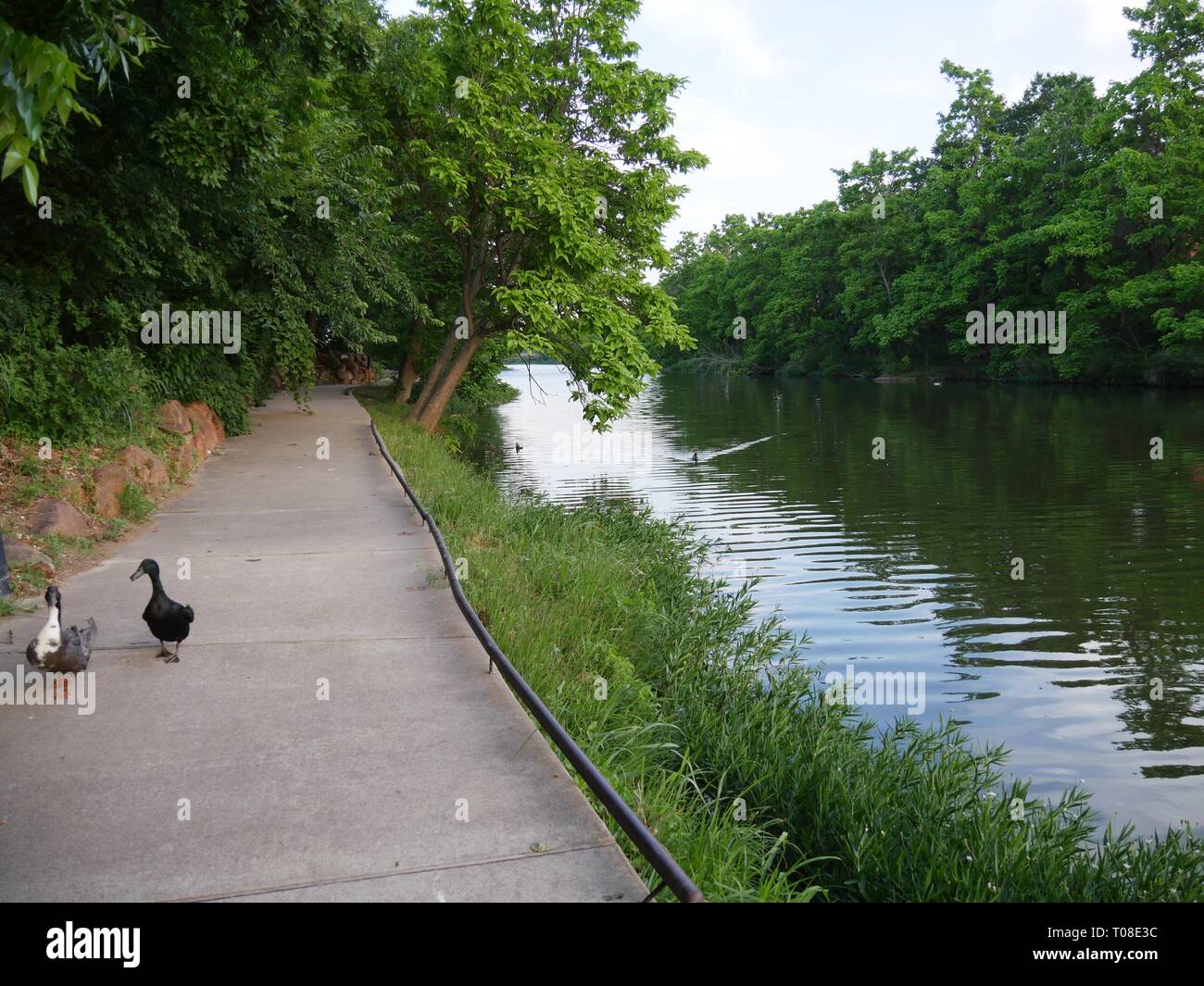Two ducks walking on the concrete path by the riverside in a park ducks ...