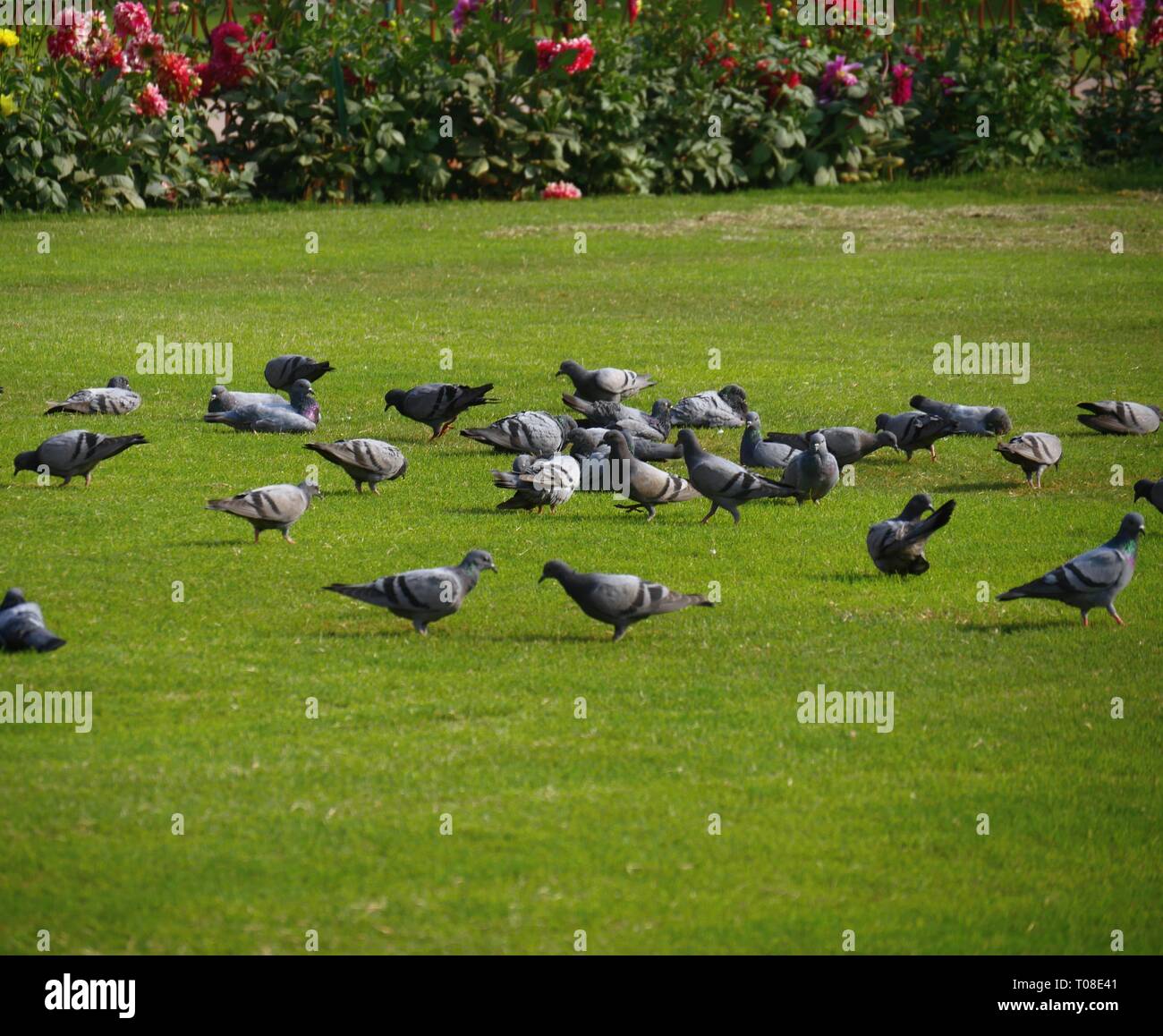 Flock of pigeons in a green lawn Stock Photo - Alamy