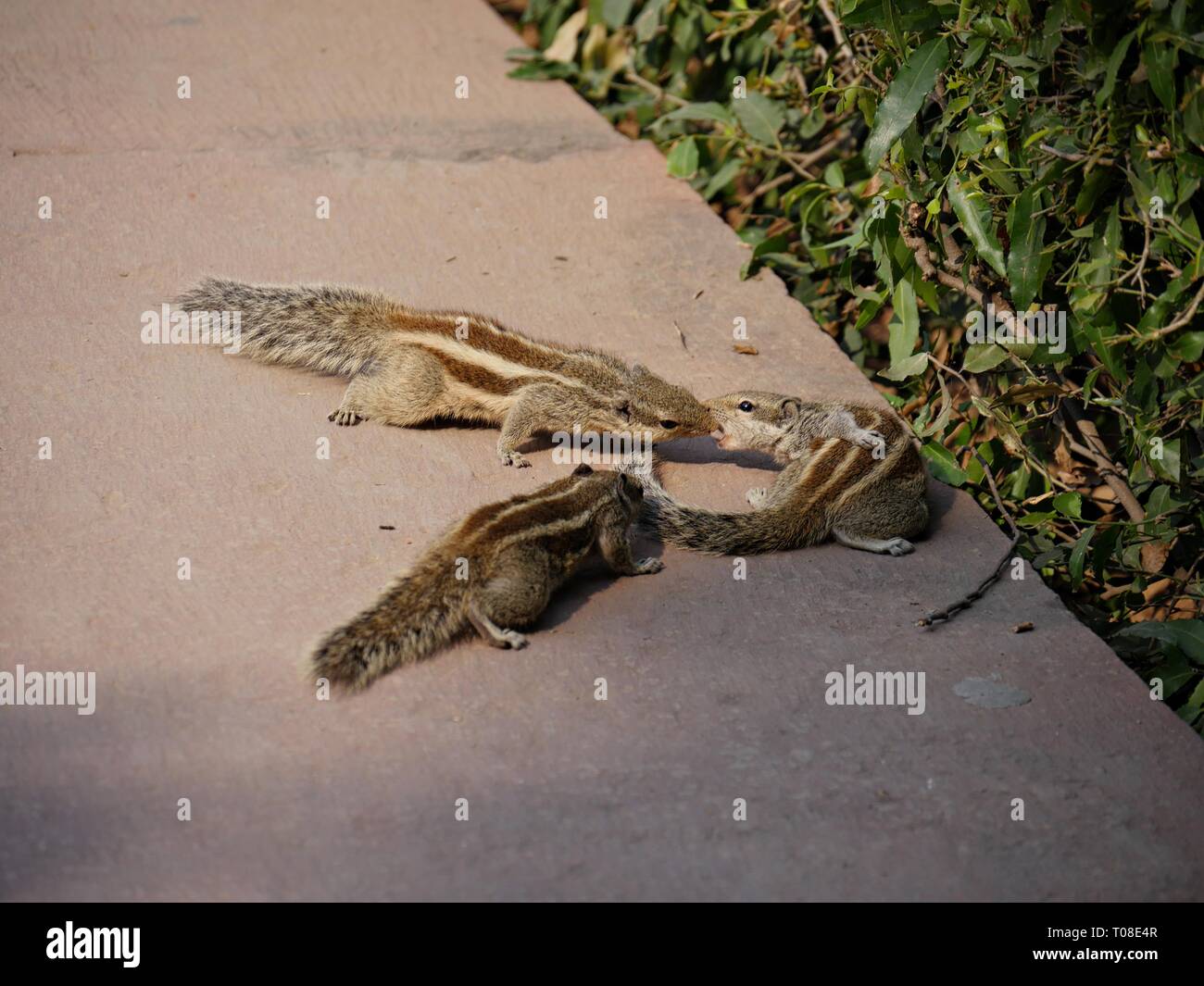 Three squirrels playing around on a concrete walkway Stock Photo - Alamy