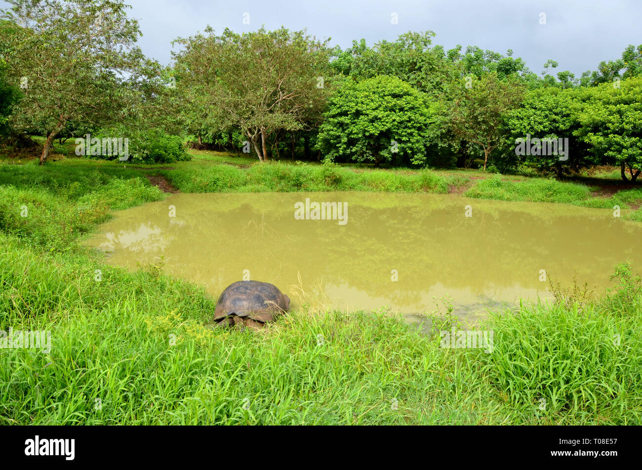 Galapagos Island Giant Turtle Stock Photo - Alamy