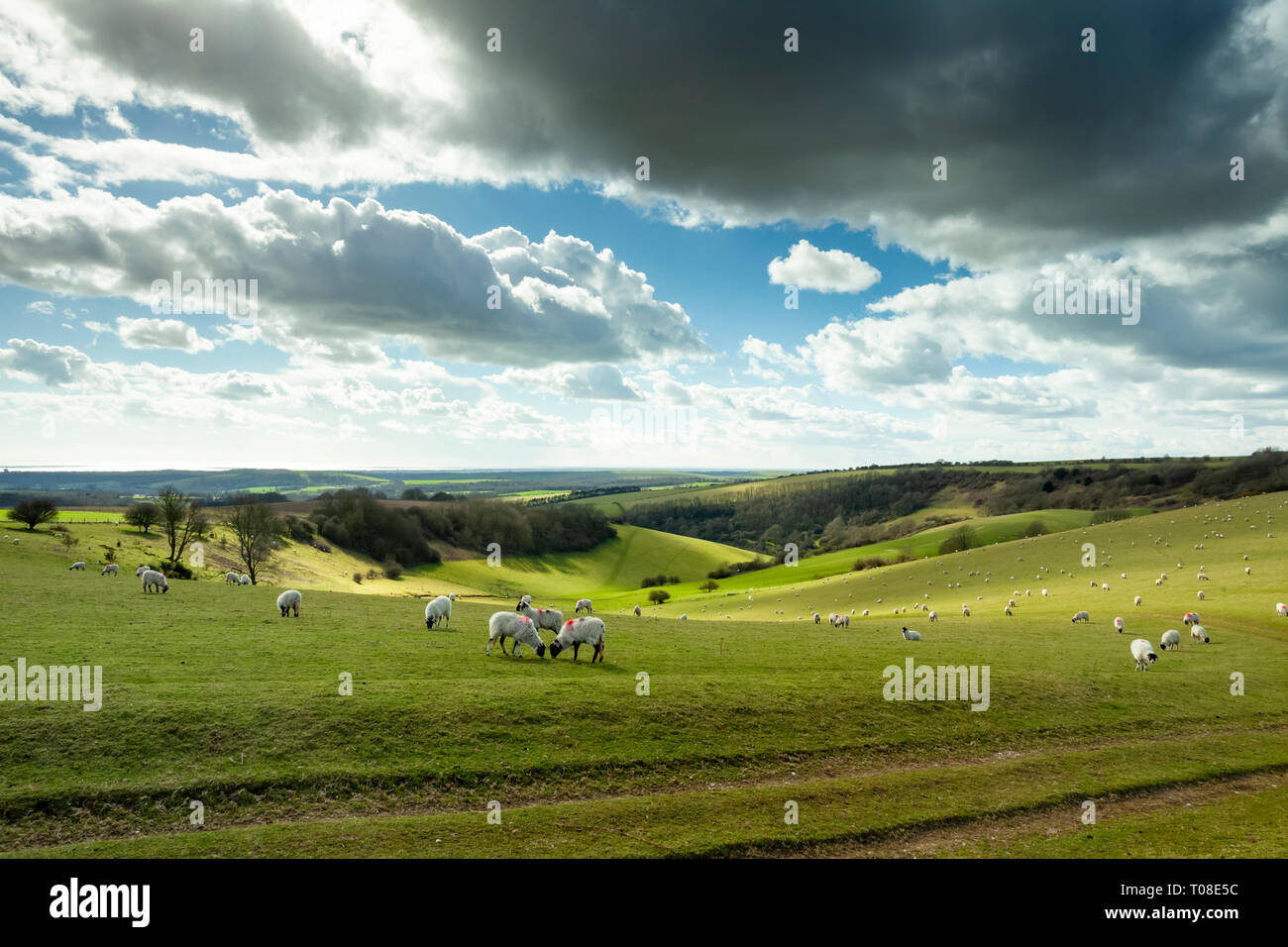 Early spring on the South Downs in West Sussex, England Stock Photo - Alamy