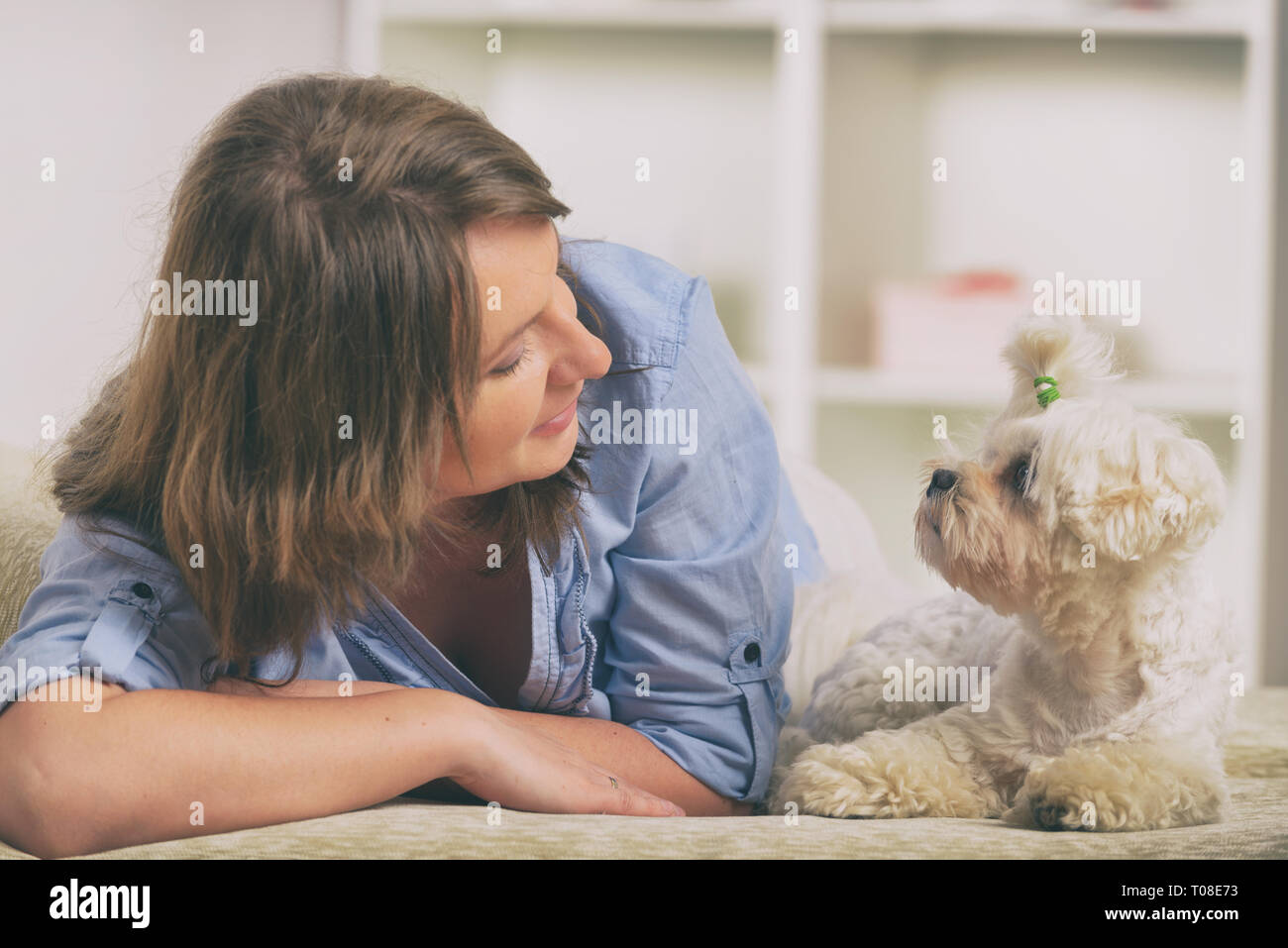 Little dog maltese with his owner on the sofa in home Stock Photo - Alamy
