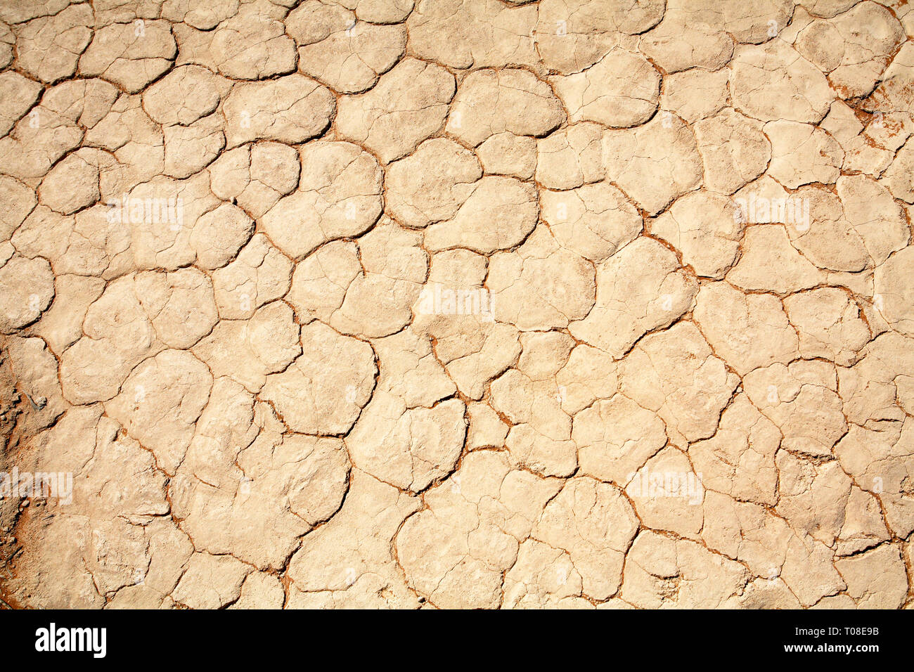 Africa, Namibia, Dead Vlei. Dessication cracks form regular abstract ...