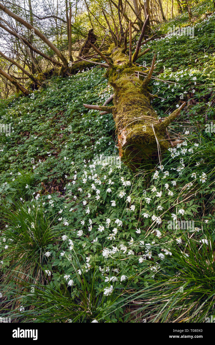 Wood anenomes in Hurt's Wood, Dovedale, Peak District National Park ...