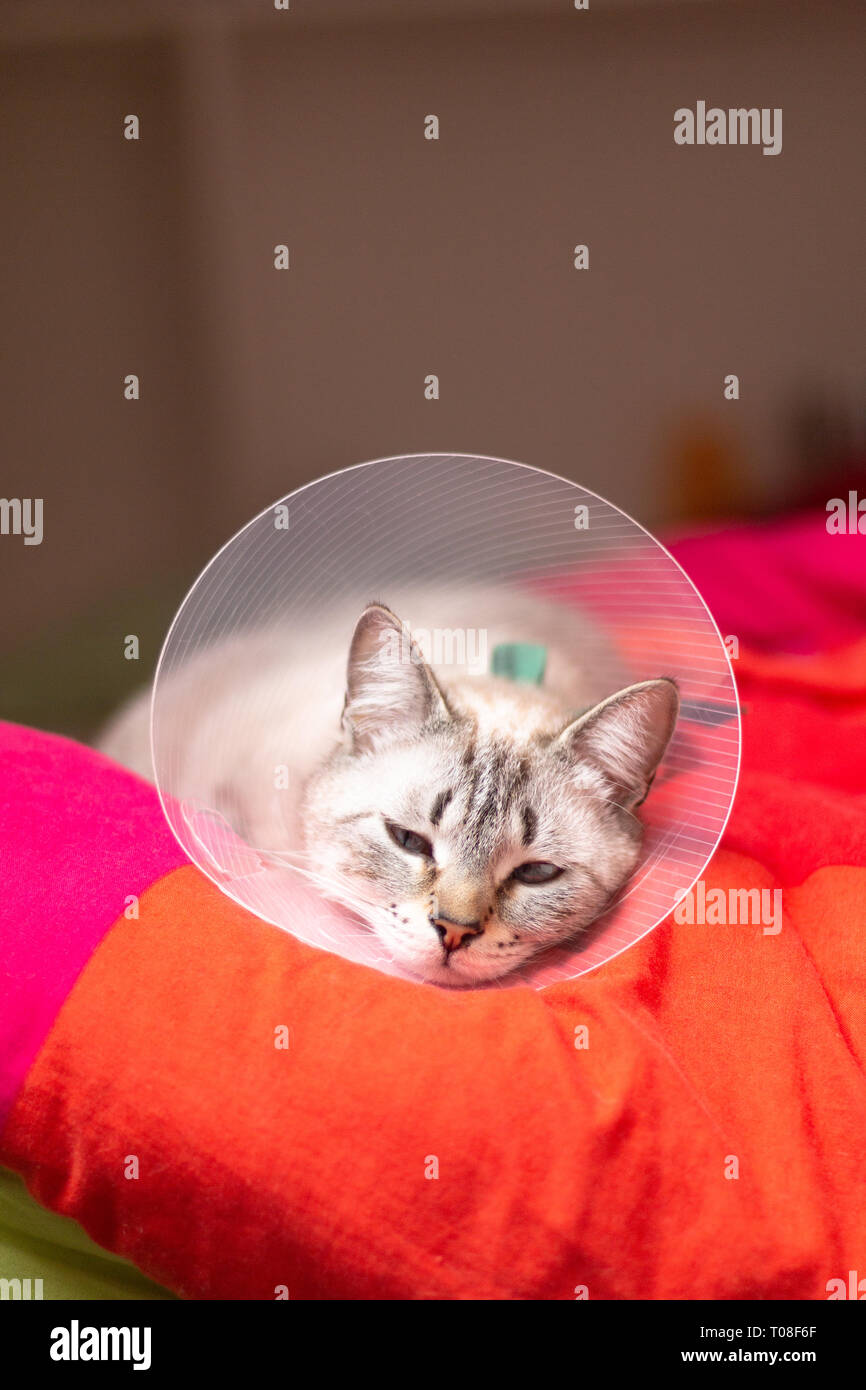 Cat elizabethan collar hi-res stock photography and images - Alamy