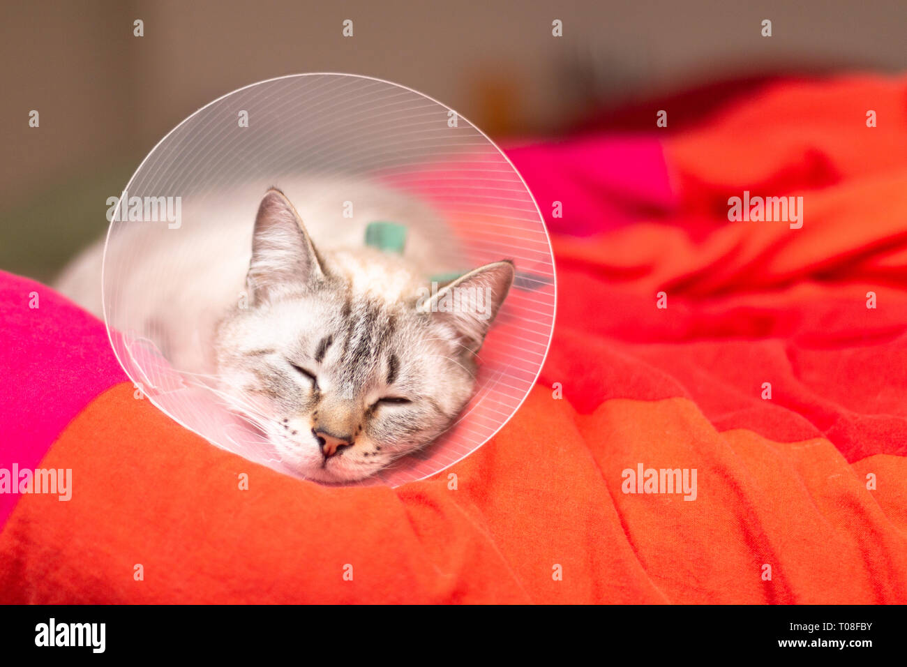 Pet care concept Sleepy cat wearing Elizabethan collar, E-collar or ...