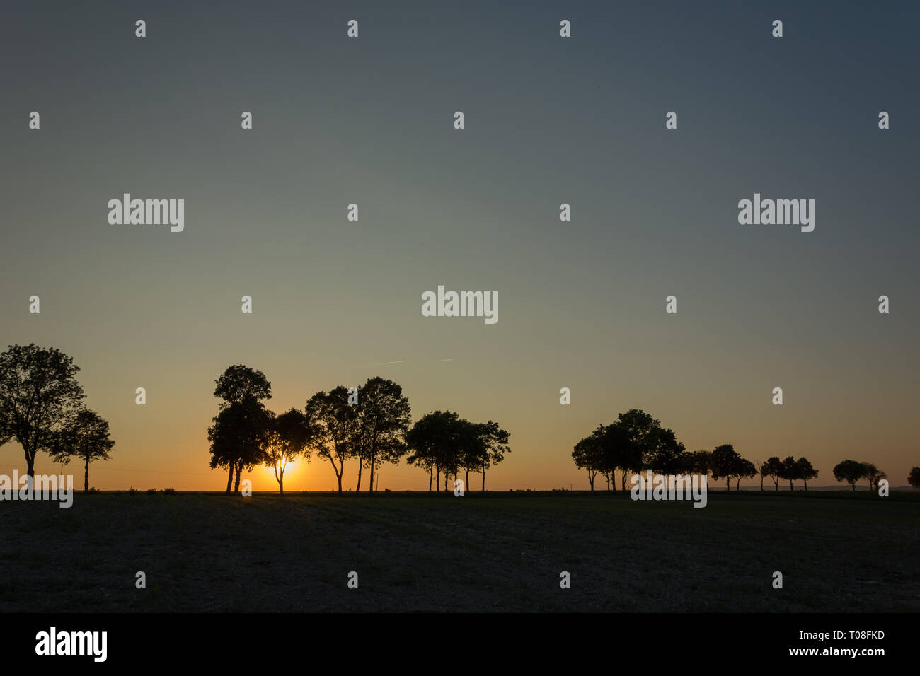 Silhouettes of trees with sunset background hi-res stock photography ...