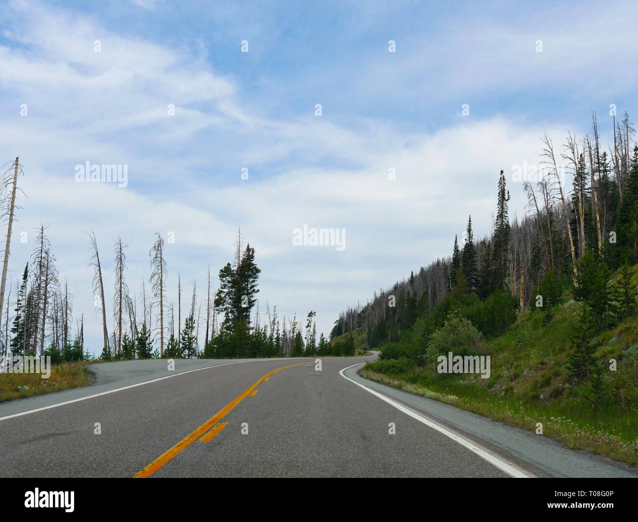 Paved upward winding road with young trees growing on the roadsides ...