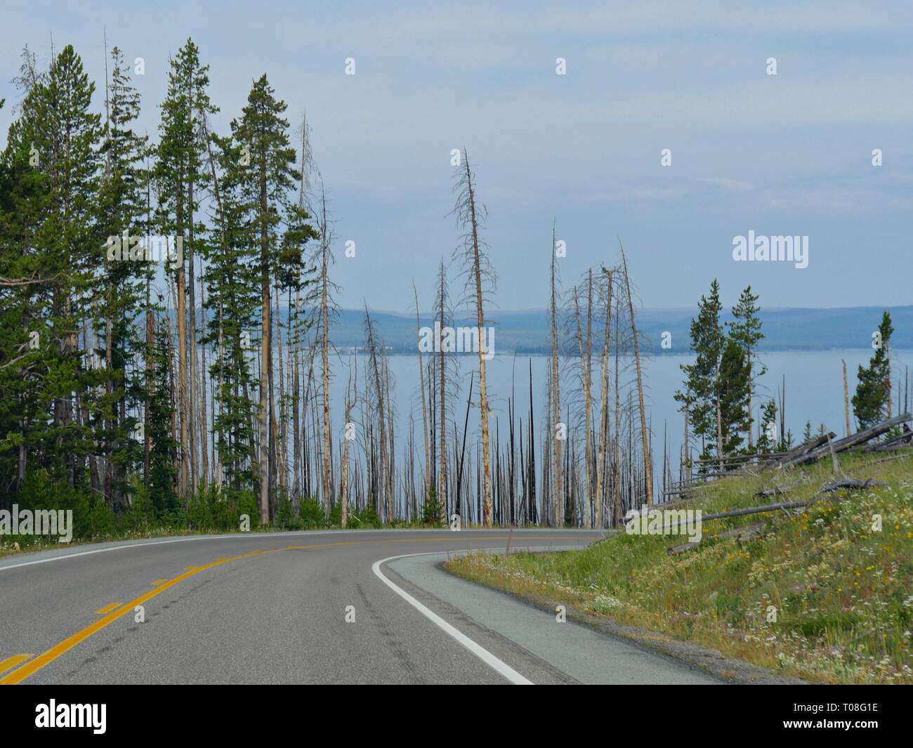 Scenic drive along Yellowstone Lake with aspen trees on the roadside at ...