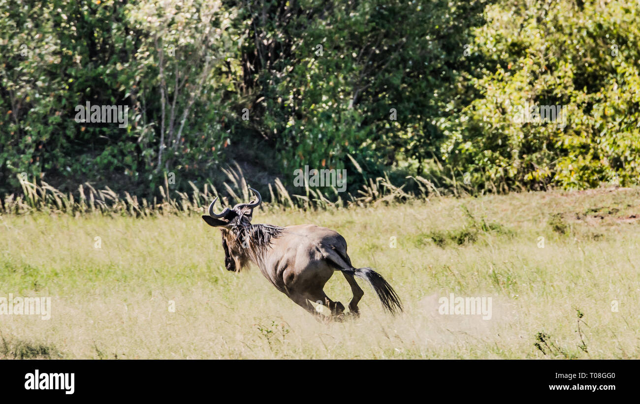 A Wild Beast Running Stock Photo - Alamy