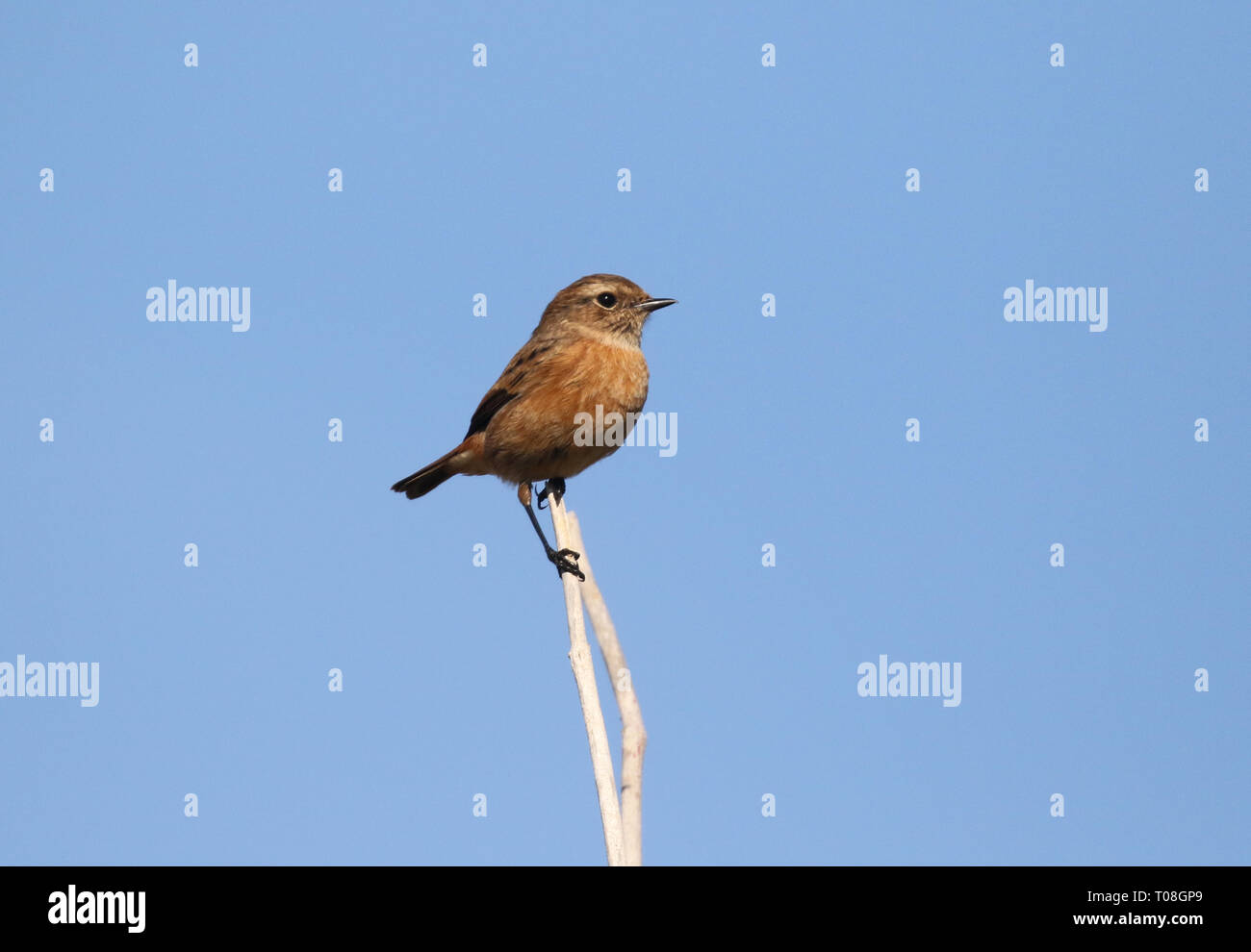 Female stonechat hi-res stock photography and images - Alamy