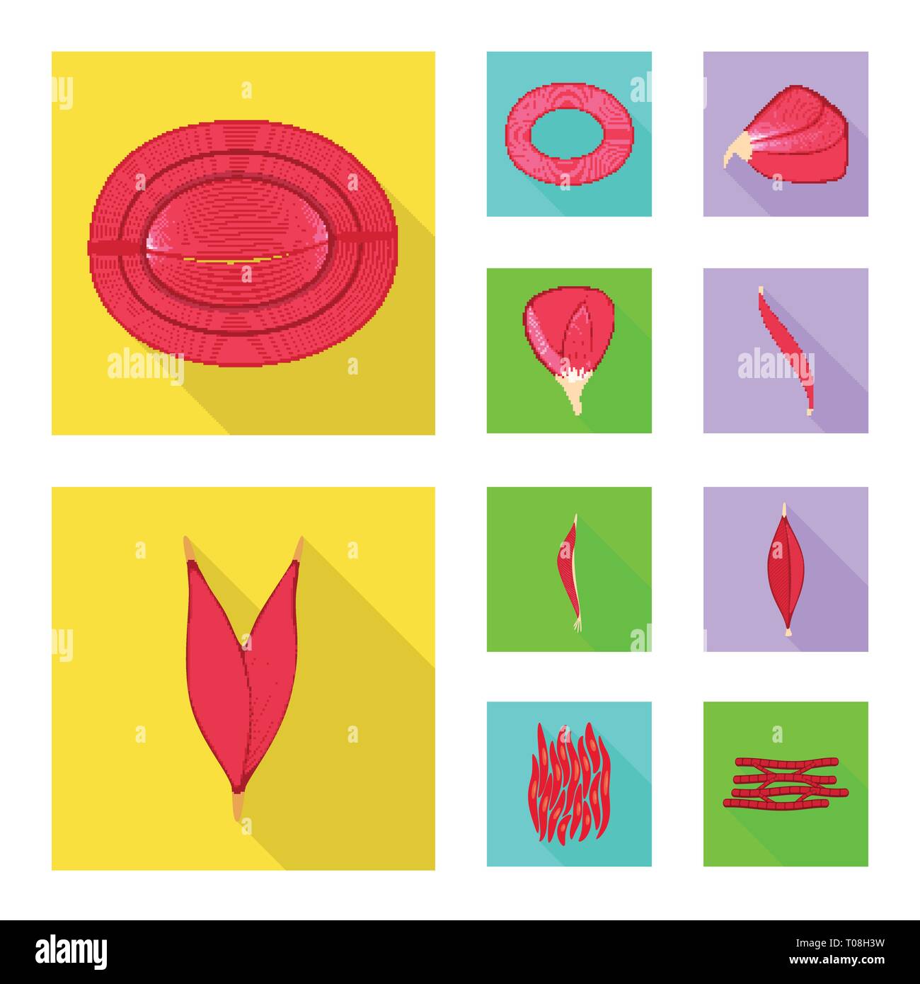 Vector design of muscle and cells sign. Collection of muscle and ...