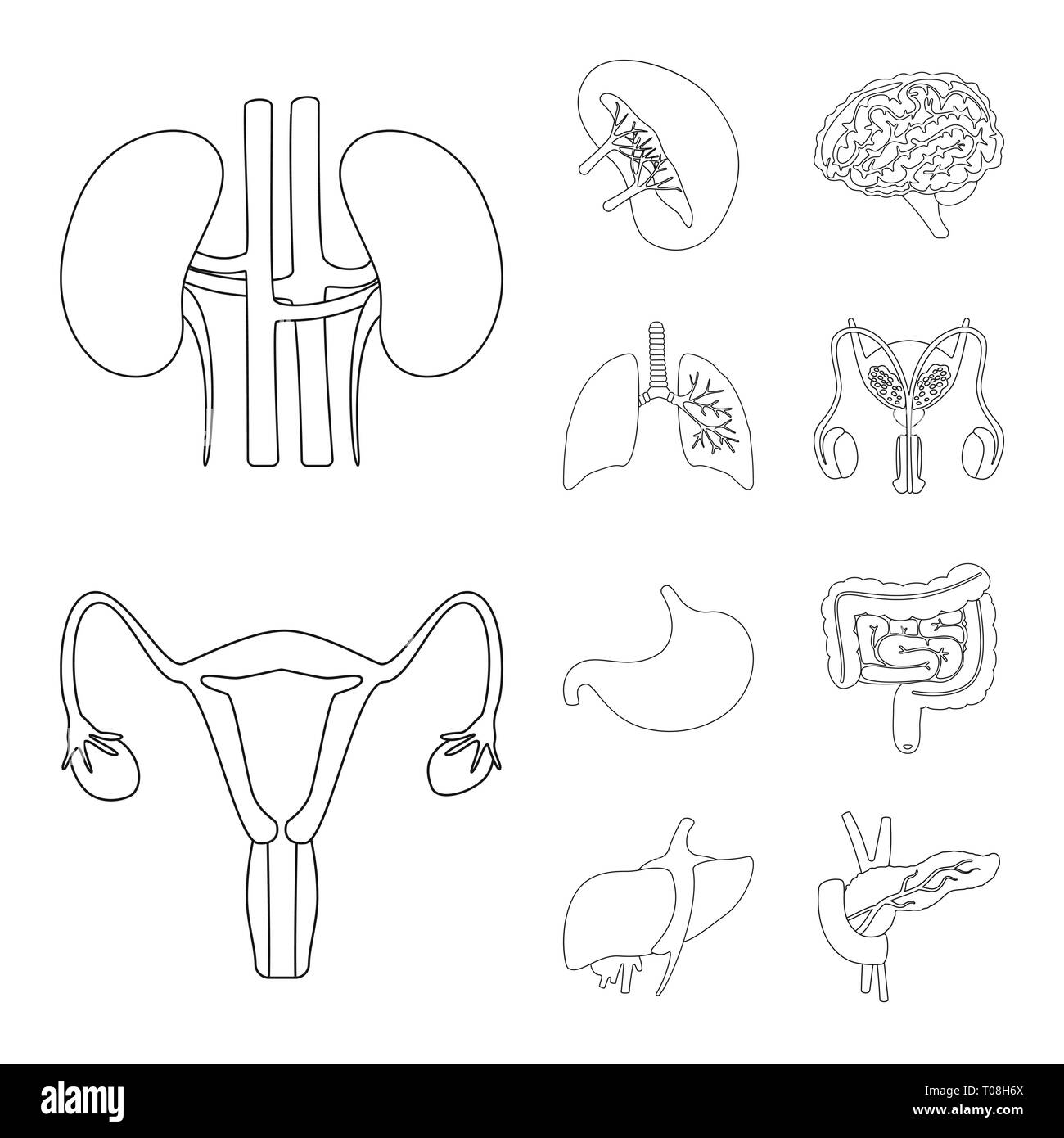 Anatomy male reproductive system Black and White Stock Photos & Images ...