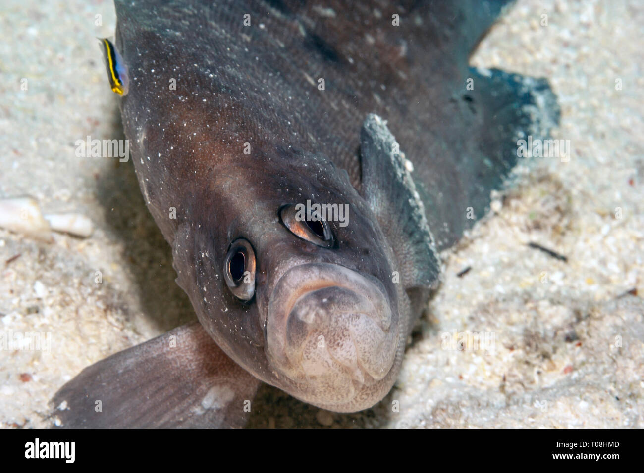 Rypticus is a genus of fish in the family Serranidae, sea basses and ...