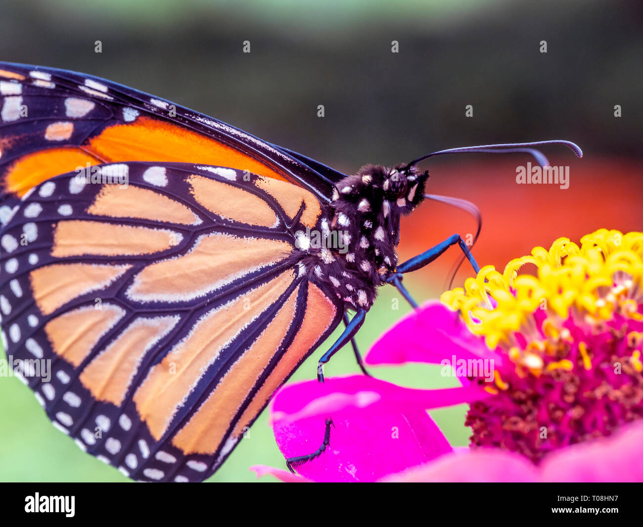 monarch butterfly or simply monarch, Danaus plexippus is milkweed ...
