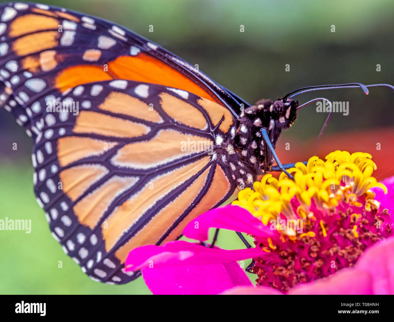 monarch butterfly or simply monarch, Danaus plexippus is milkweed ...