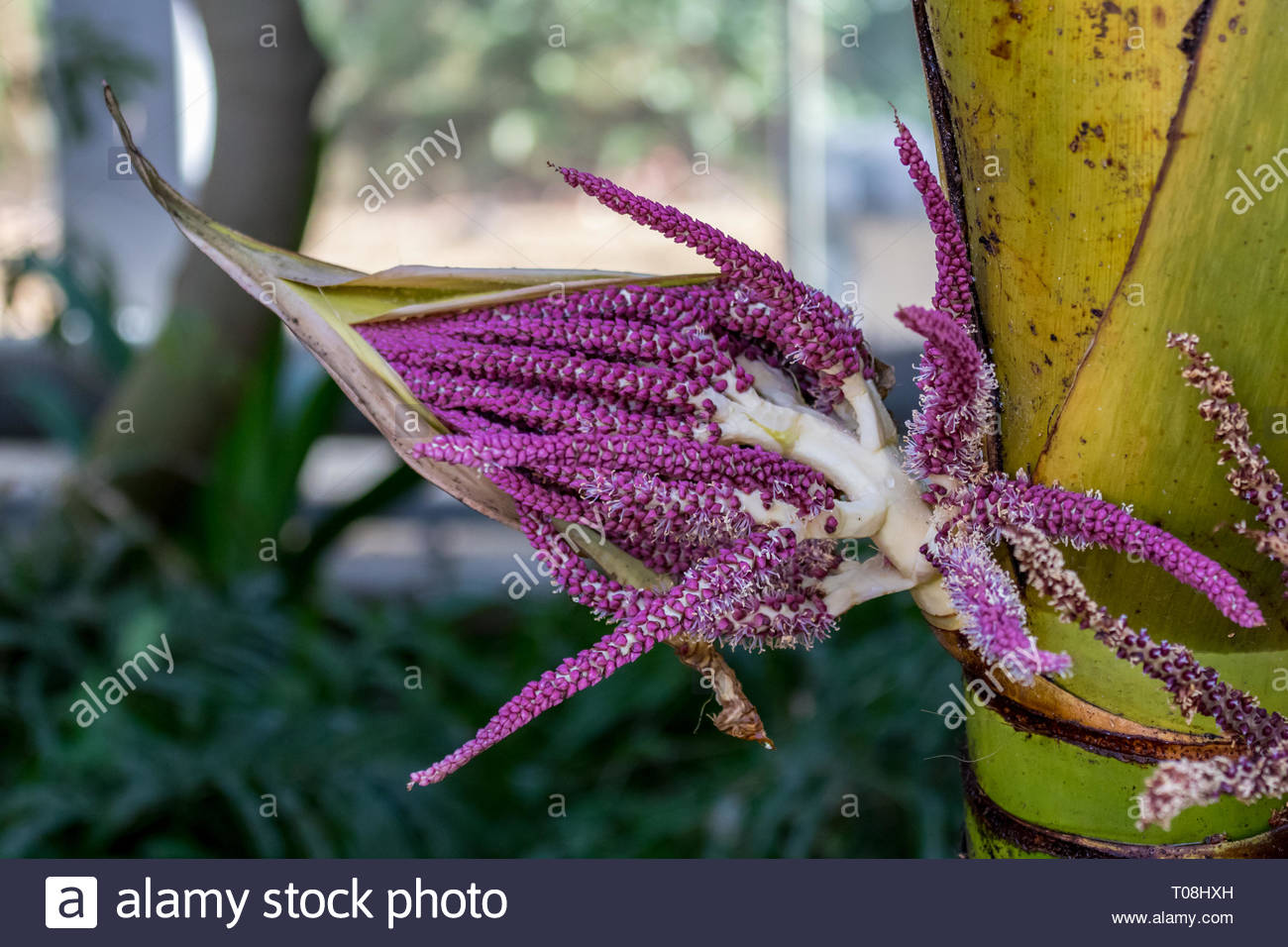 Nikau Palm Tree High Resolution Stock Photography and Images - Alamy