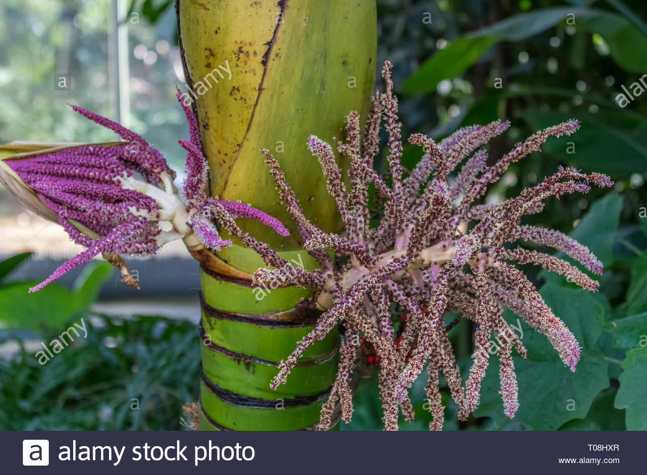 Nikau Palm Tree High Resolution Stock Photography and Images - Alamy