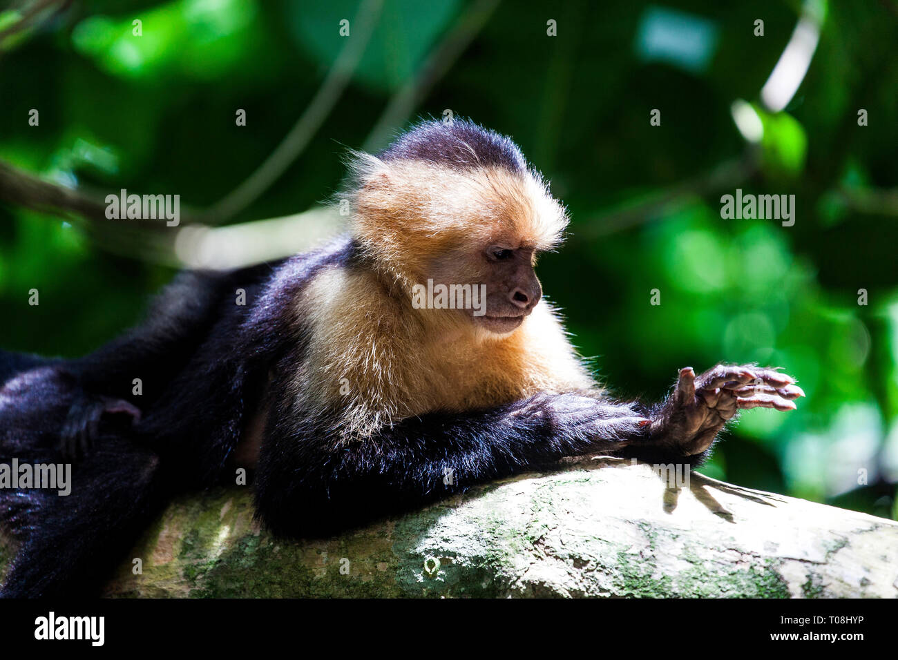 Monkey With Wig Hair Blonde