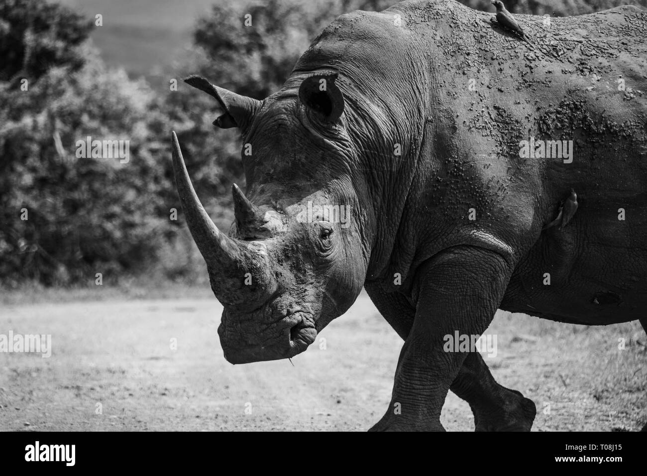 Baby rhino eating grass hi-res stock photography and images - Alamy