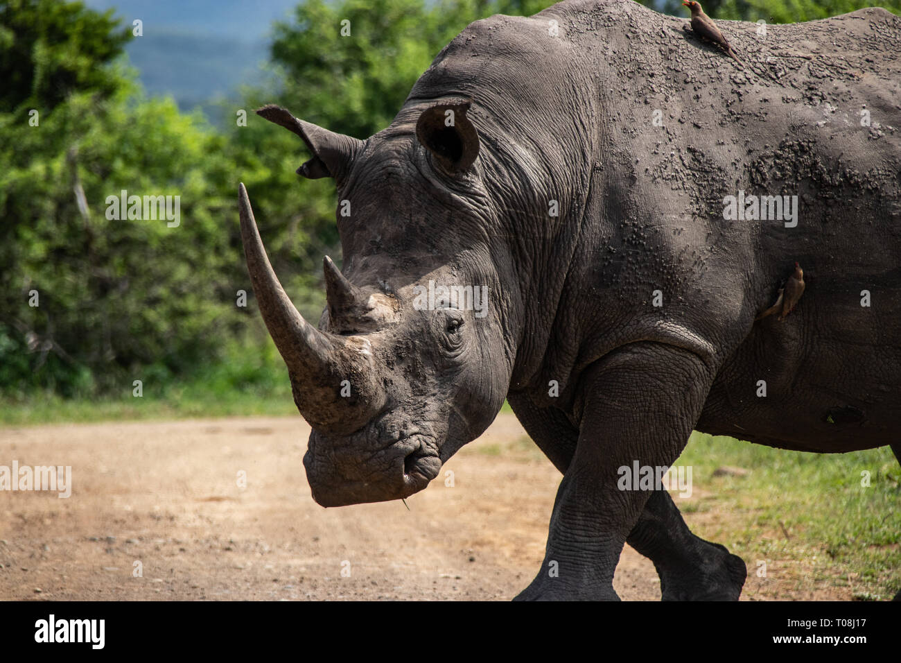 Rhino health hi-res stock photography and images - Alamy